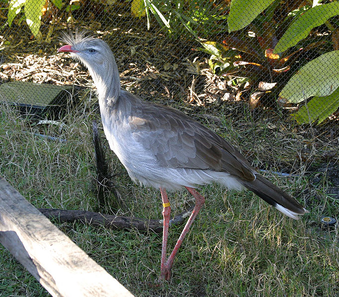 Birds: Red legged Seriema - Cariama cristata