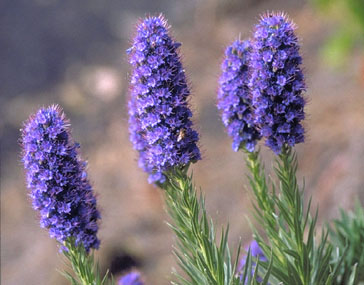 FLORES QUE ENCANTAM O MUNDO: FLORES E SUAS DEFINIÇÕES Racemo ou racimo ...