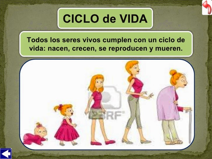Fichas con los CICLOS DE VIDA de los seres vivos para primaria