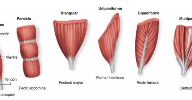 Musculos: Formas de los musculos