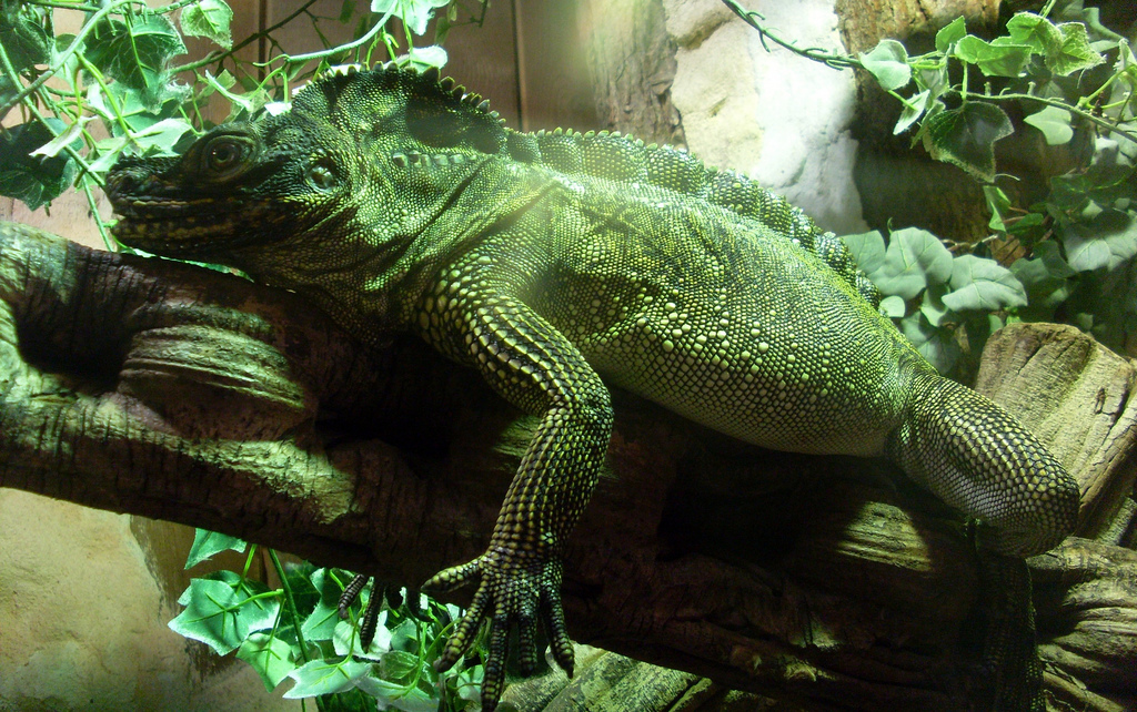 Real Monstrosities: Sailfin Lizard
