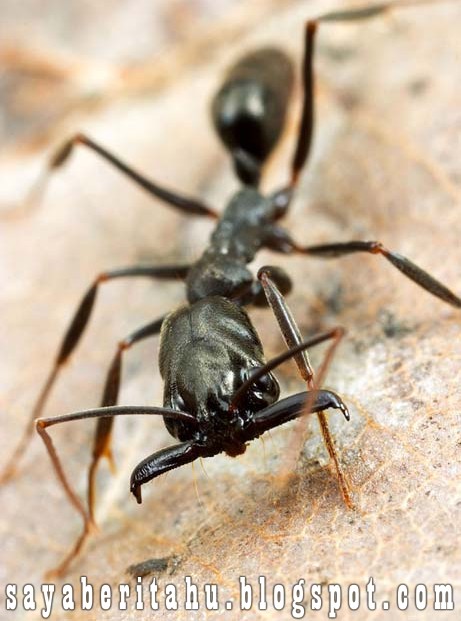 sayaberitahu: Foto Jika Semut diperbesar Ribuan Kali