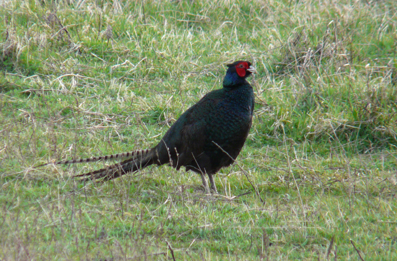 Druridge Diary: Contrast
