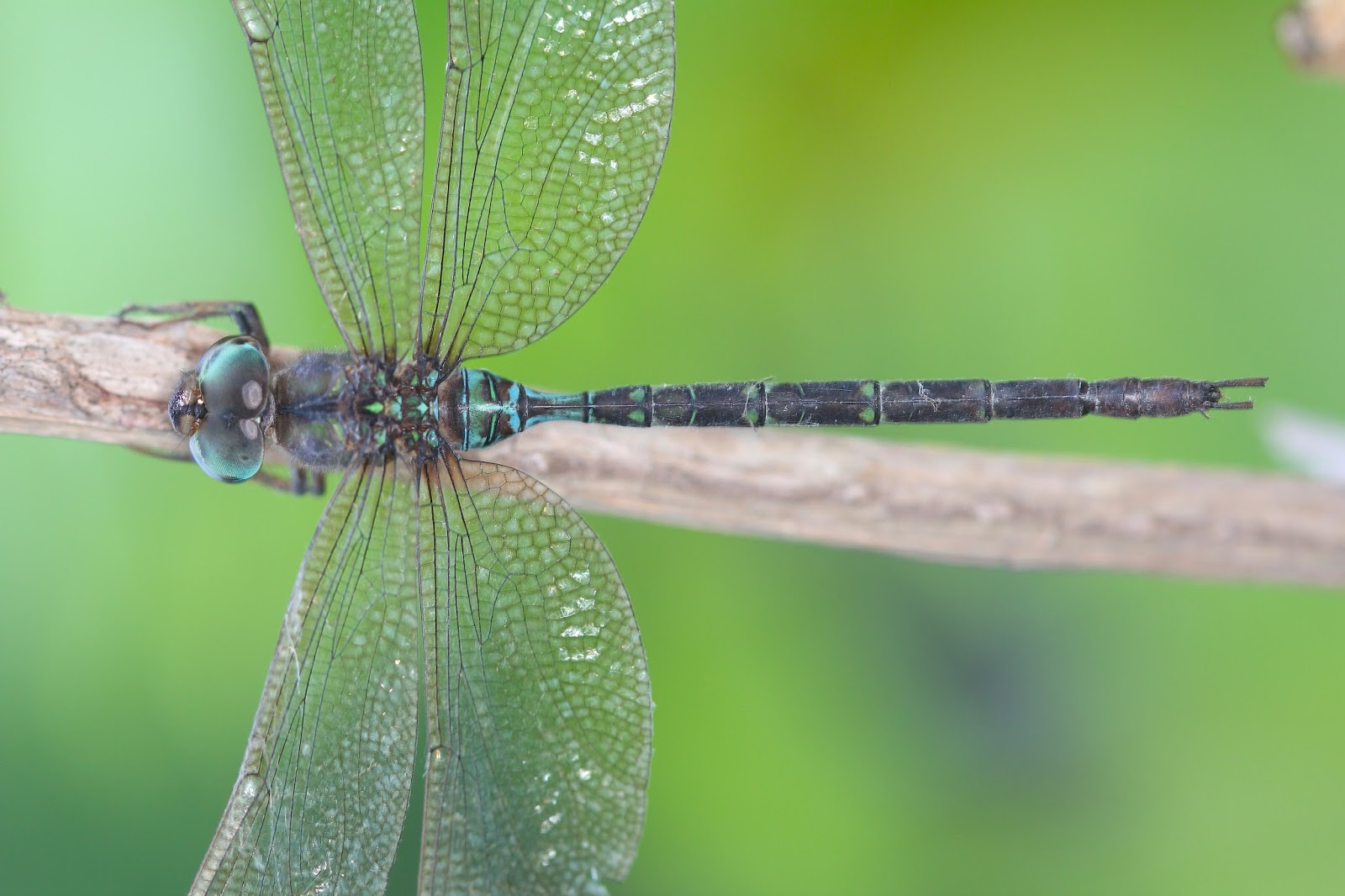Dragonflies & damselflies of Thailand: 93. Gynacantha subinterrupta ...