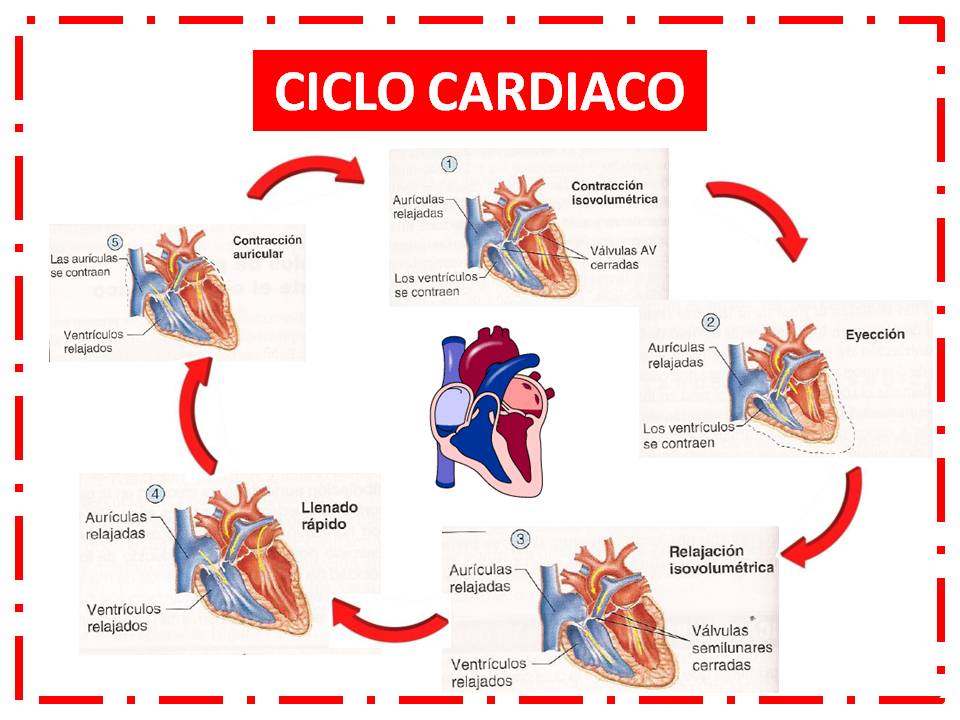 FISIOLOGÍA HUMANA: Ciclo cardiaco