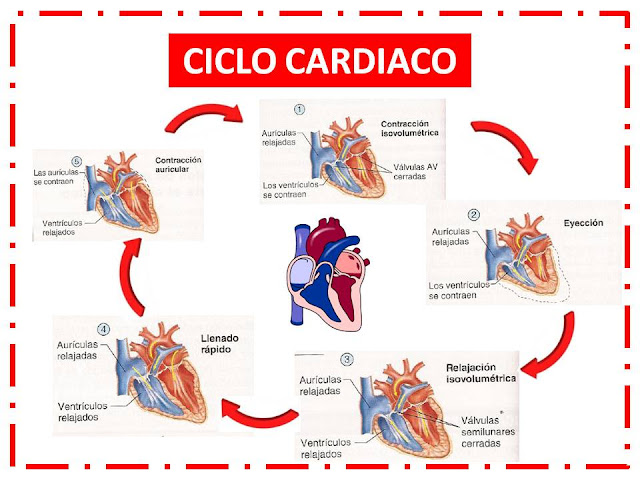 Fundamentos Biológicos.Jacobo Mariño.: ACTIVIDADES SISTEMA CARDIOPULMONAR