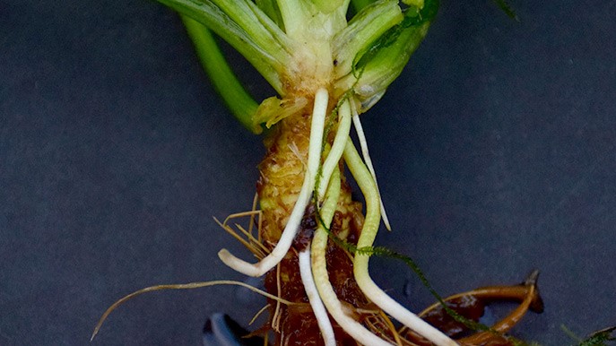 Mengenal Amazon Sword ~ Aquascape Batang