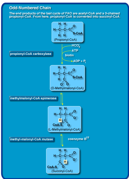 World of Biochemistry (blog about biochemistry): Metabolic map about ...