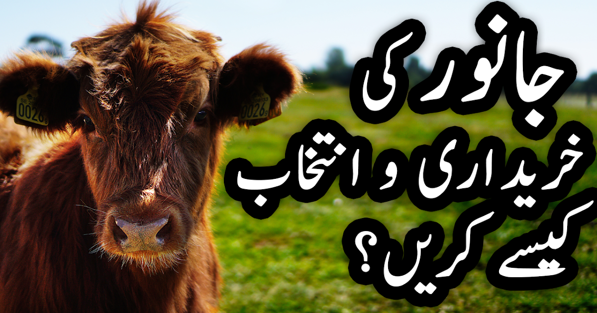 How To Select Cows Buffalos For Dairy Farming In Urdu Hindi how-to-select-cows-buffalos-for-dairy-farming-in-urdu-hindi