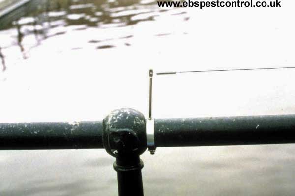 EBS Pest Control: Anti-perch wires