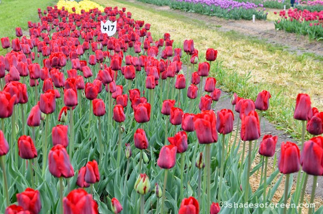 33 Shades of Green: A Walk Through the Tulips
