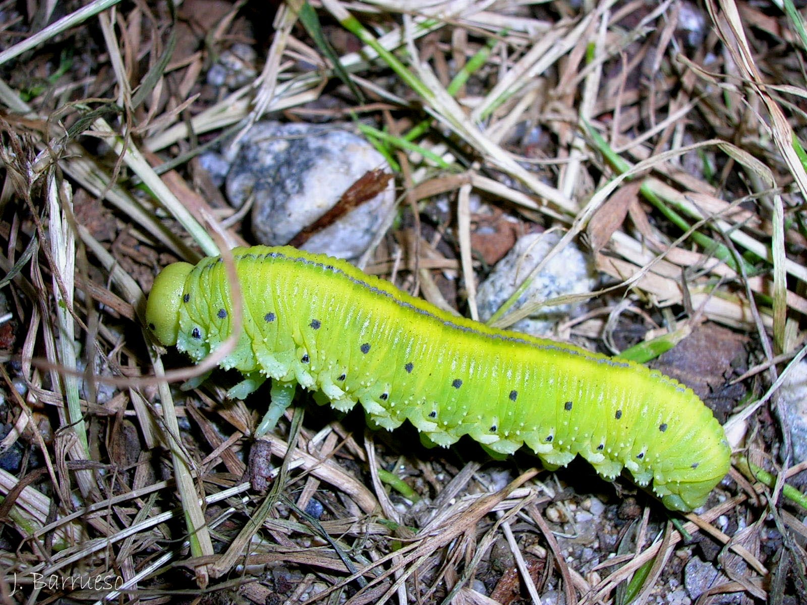 De paseo por la naturaleza: Un novato en el mundo de las mariposas.