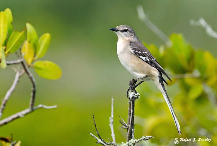 Bellas Aves de El Salvador: Mimus polyglottos (zenzontle del norte o ...