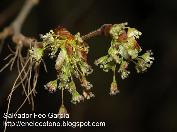 En el ecotono: Apuntes de marzo: florece el olmo blanco (Ulmus laevis)