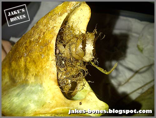 Why swan sternums are strange bones : Jake's Bones