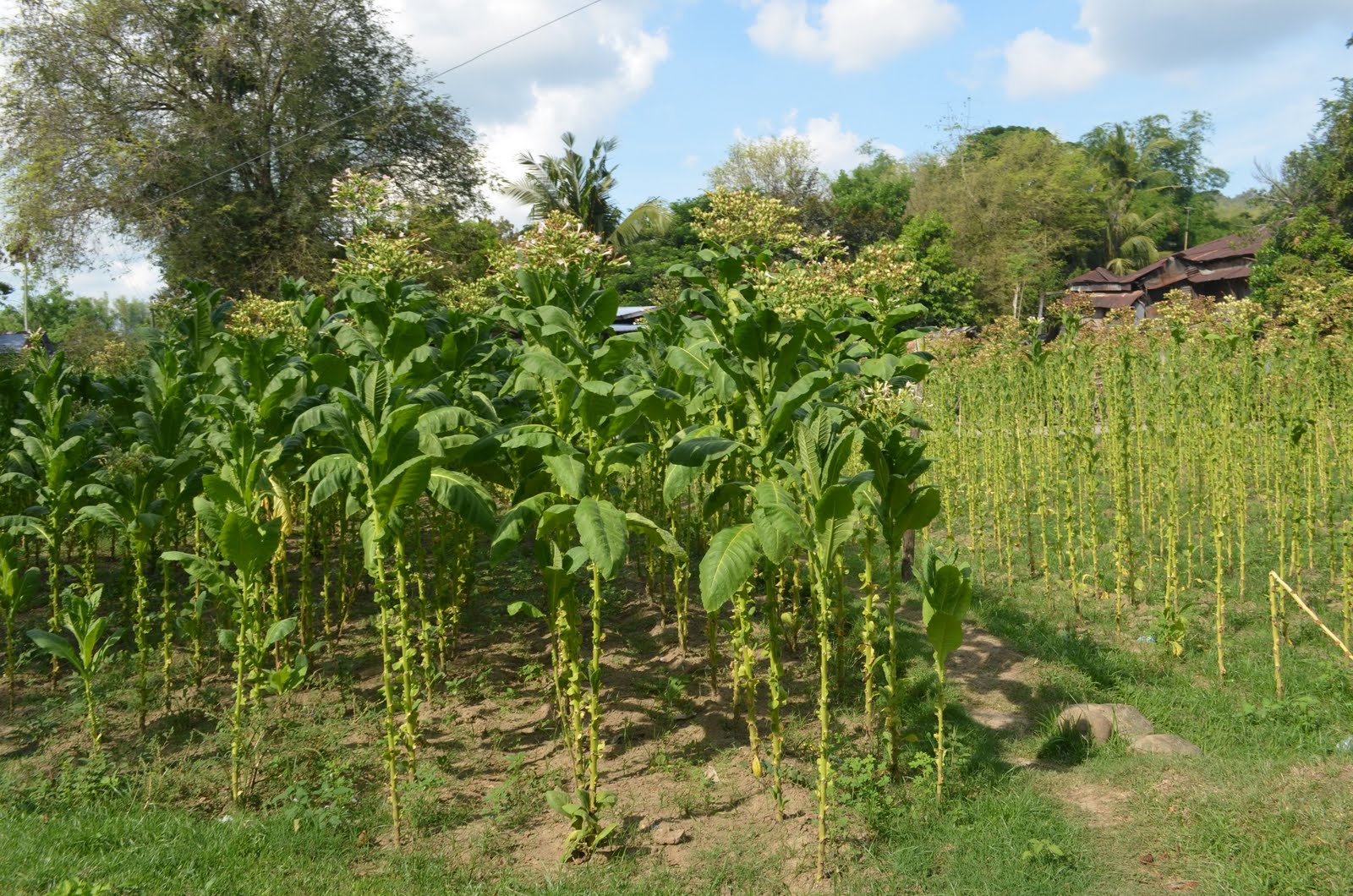 ChloeBelle's NesT: Tabako a.k.a TOBACCO