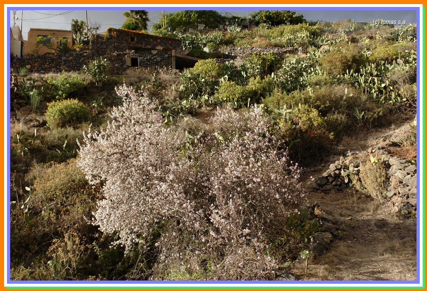 Tenerife senderos......: TENERIFE SENDEROS --GUIA ISORA-- EL JARAL -LAS ...