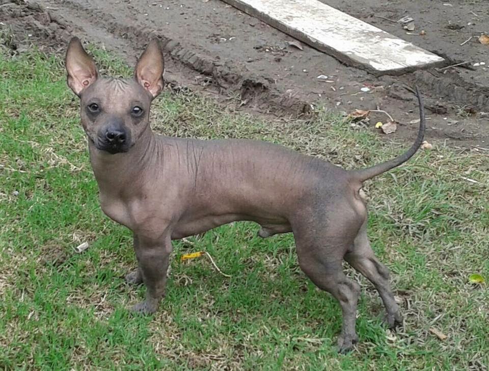 RAZAS CANINAS, un blog de perros.: PERRO PILA ARGENTINO