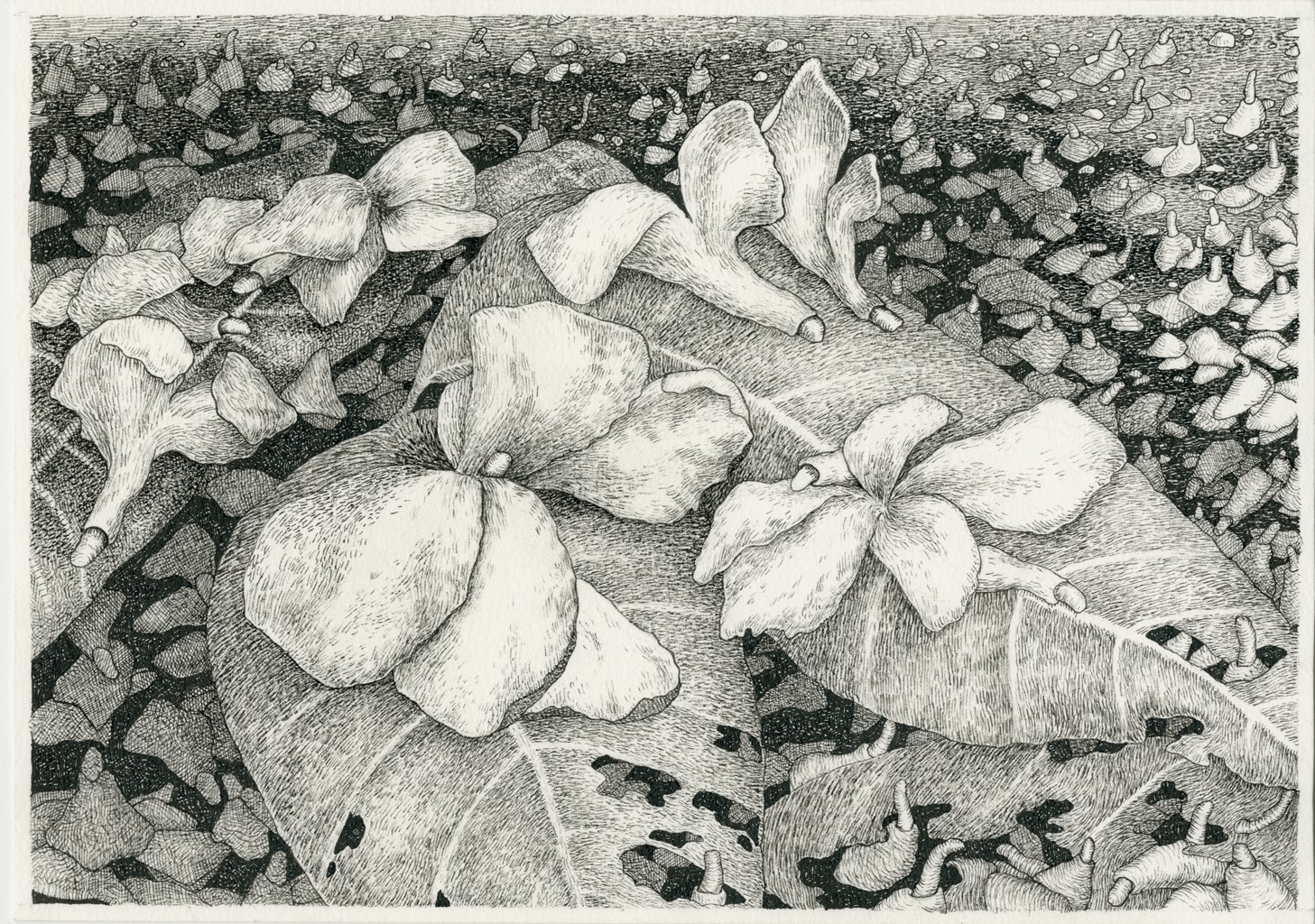 Ruby Rudnick: Flora and fauna drawings