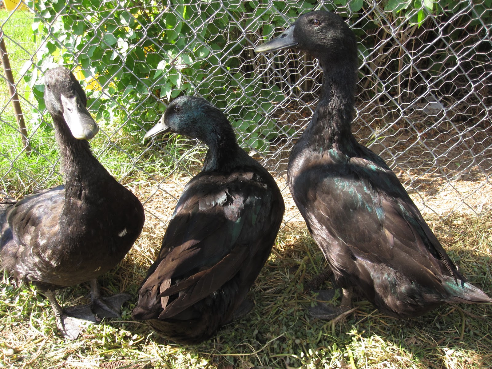 Amaranth & Kale: Duck Update