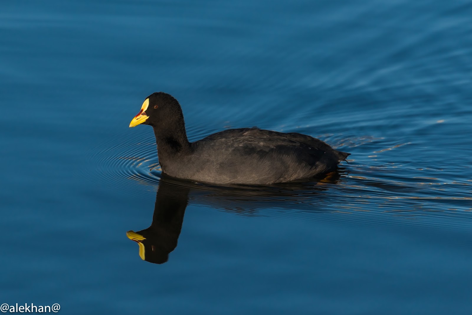 Pájaros, Pajarracos: Tagüa común