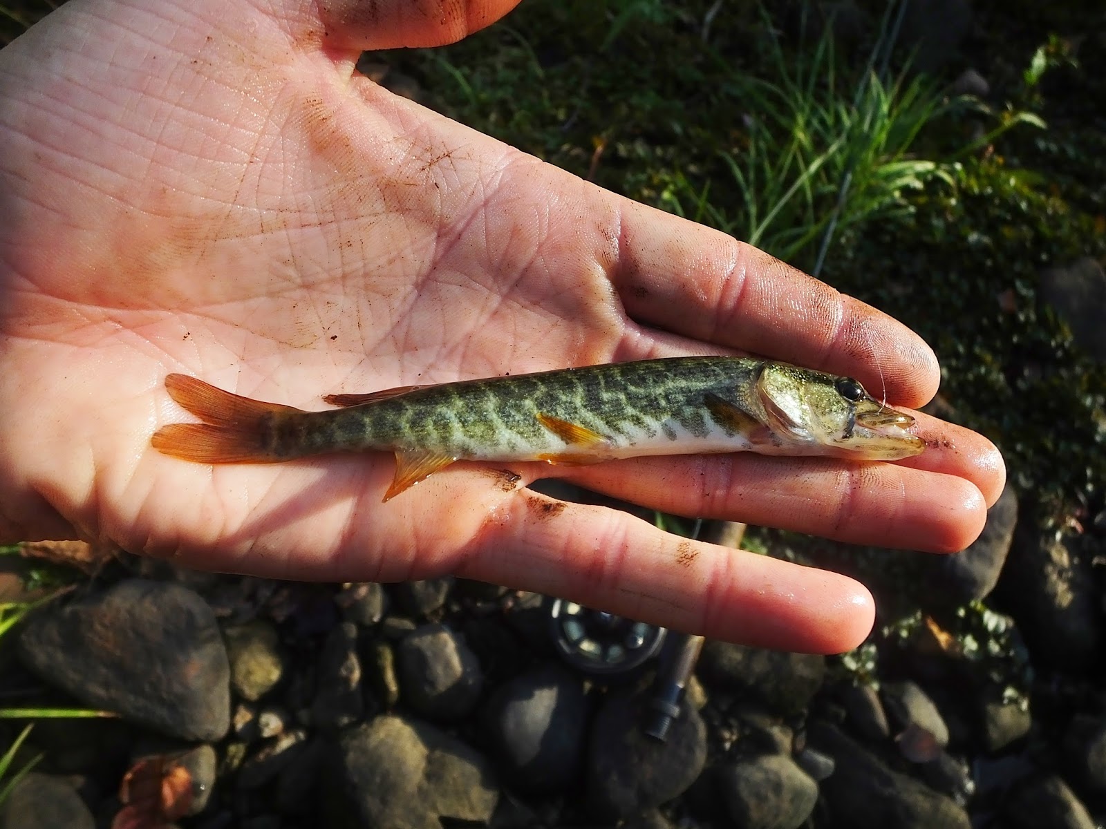 Redfin Pickerel Aquarium