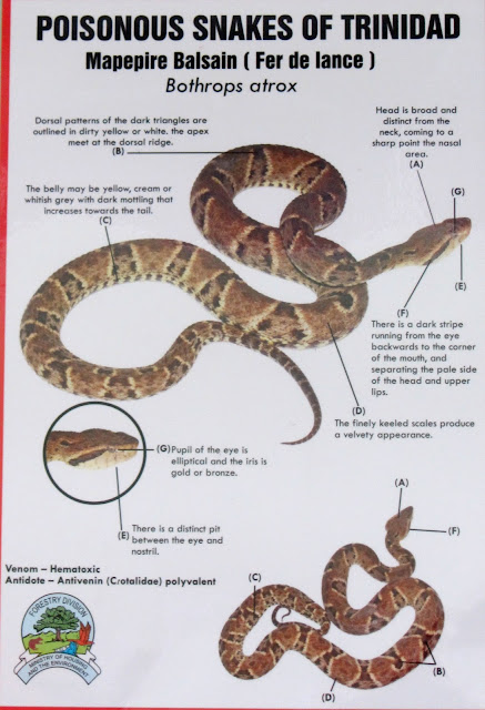 The Island by Sh@z: Poisonous Snakes of Trinidad and Tobago