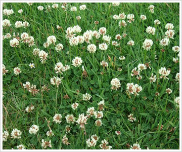 White Clover ~ Lawn and Turf Care