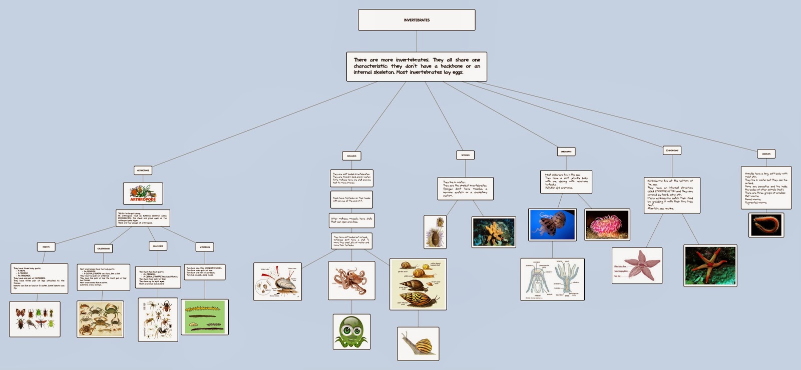 scienceclass5th: NAT. UNIT 3: THE ANIMAL KINGDOM