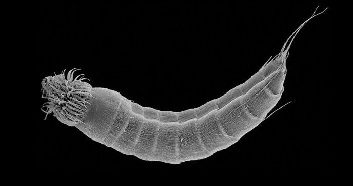 Real Monstrosities: Mud Dragon