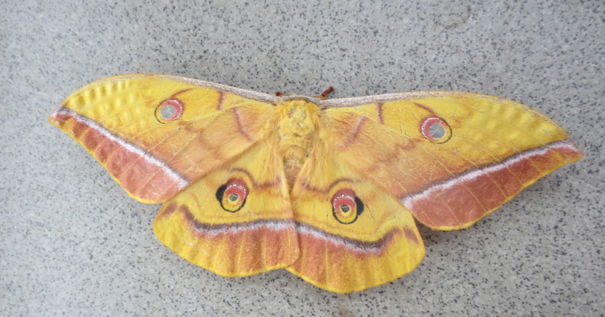 Menard & Jack Russell Terrier: Nočni metulj jamamaj