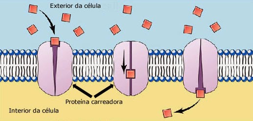 Processos de troca entre a célula e o meio externo | Mundo Biologia