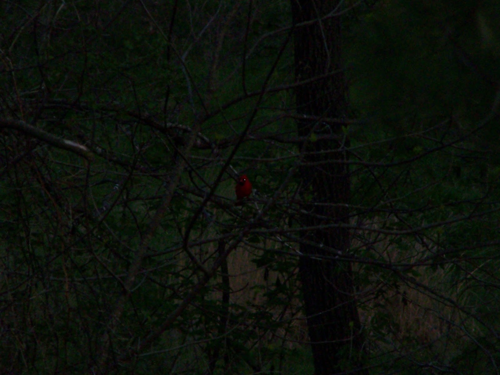 Ancora Imparo: Creepy Cardinal