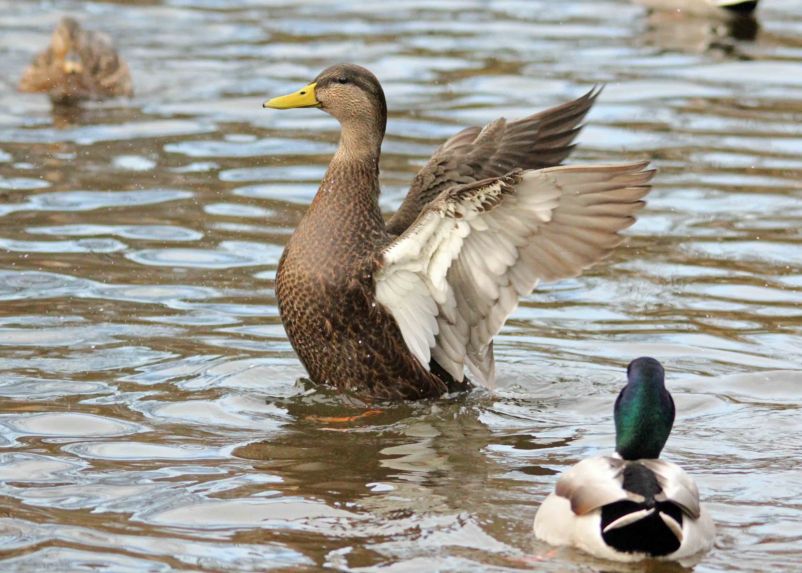 OSLO BIRDER: The duck formerly known as Black Duck