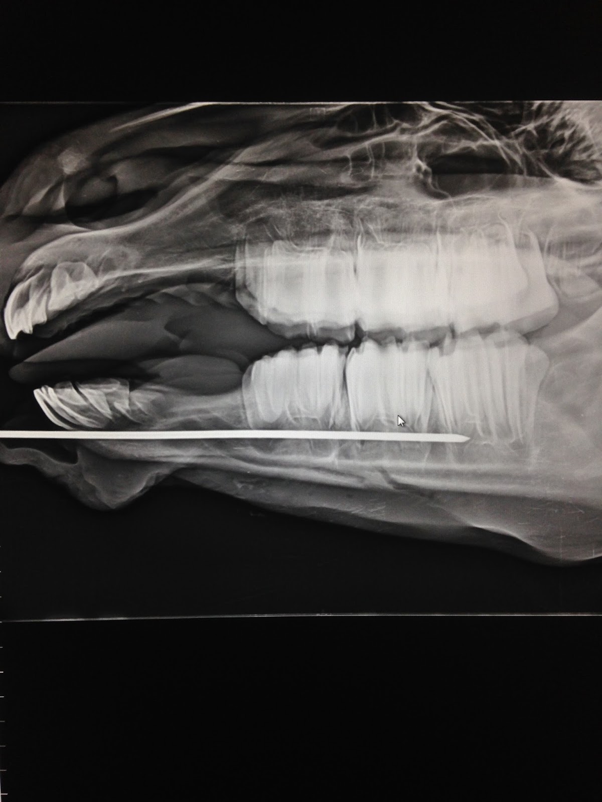 MSU Equine Summer Fellowship Blog: Follow the Fellows...: Angular Limb ...