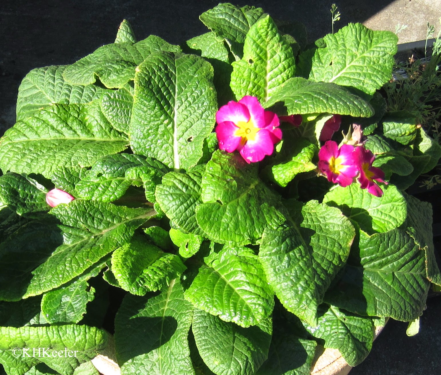 A Wandering Botanist: Plant Story -- Reasons to Like Primroses, Primula