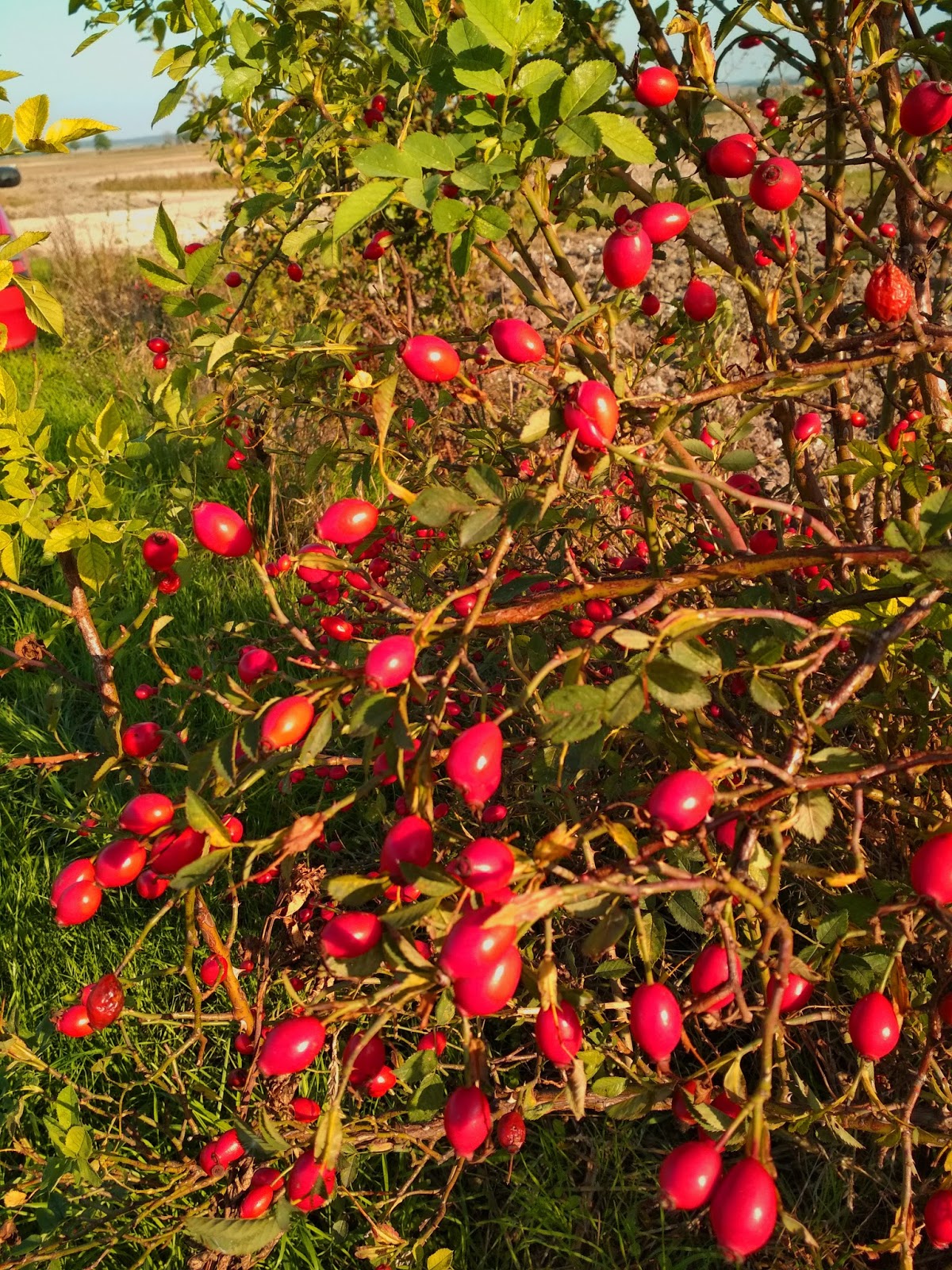 Dzika róża - bomba witaminowa Fructus Rosae