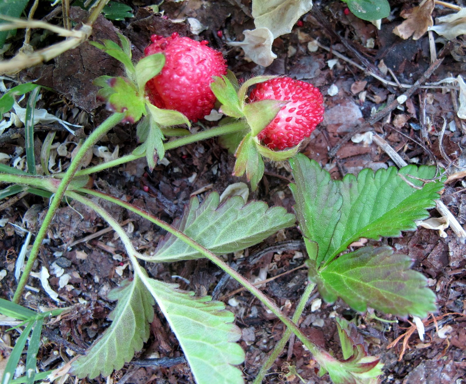 FLORA NEL SALENTO e.. anche altrove: Potentilla indica (Andrews) Th ...