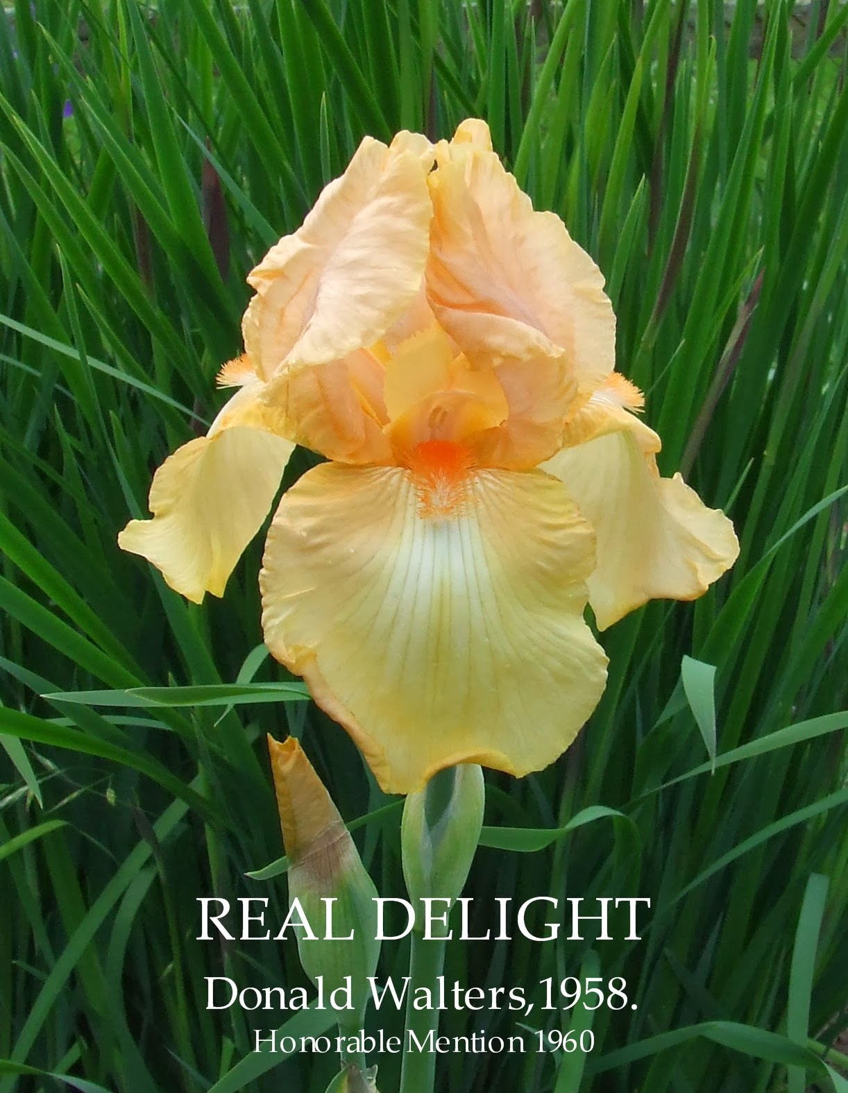 Tall Bearded Iris REAL DELIGHT ~ HERITAGE IRISES