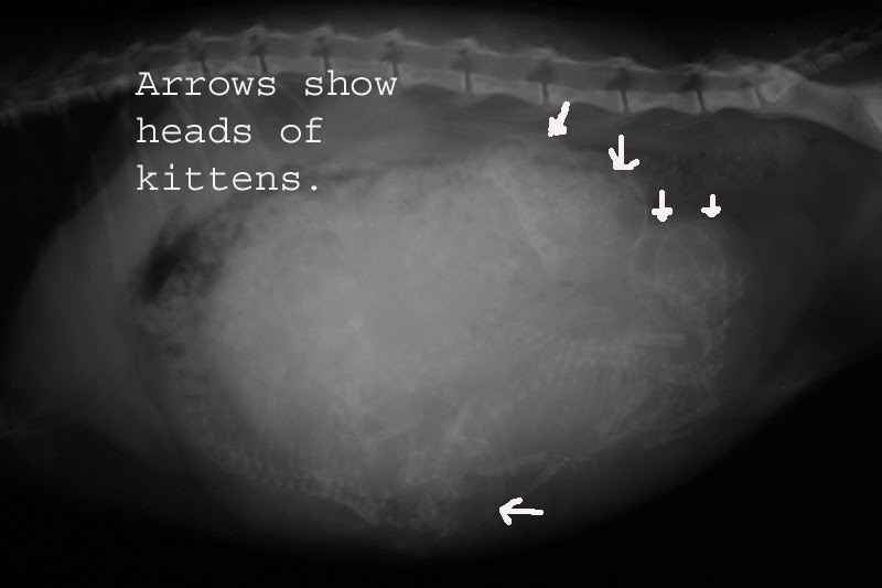 Cesarean section in cats, Pathology of childbirth Part 2 - veterinary ...