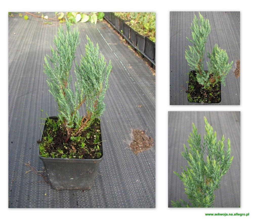 wszystko o kwiatach: Jałowiec płożący ‘Blue Forest’ Juniperus ...