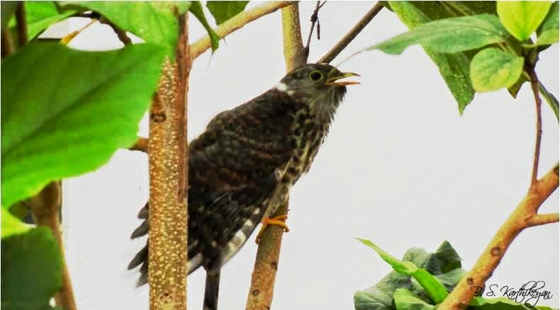 Biodiversity of Bharathidasan University: Common Hawk-Cuckoo ...
