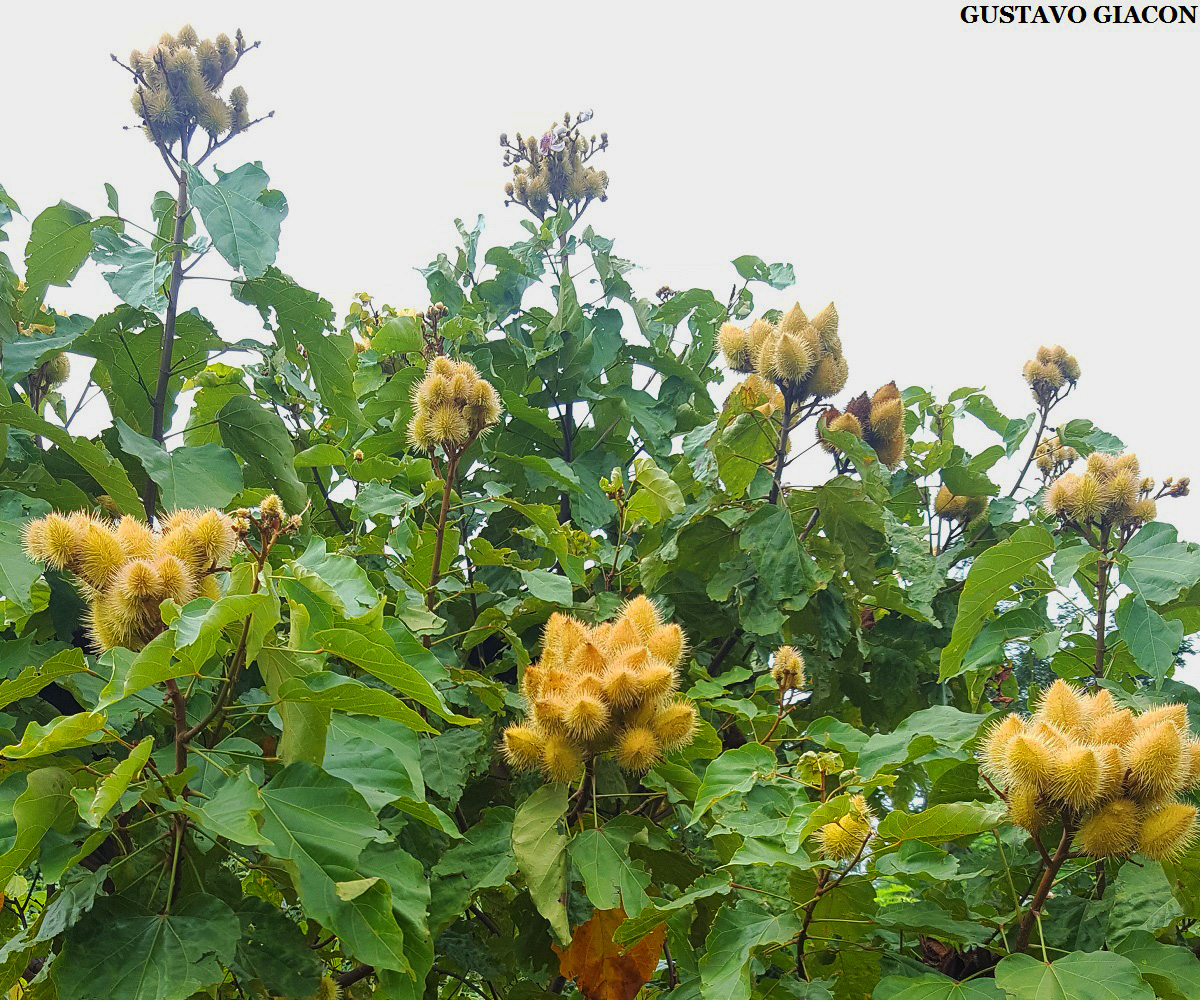 Viveiro Ciprest - Plantas Nativas e Exóticas: Urucum Amarelo ou Colorau ...