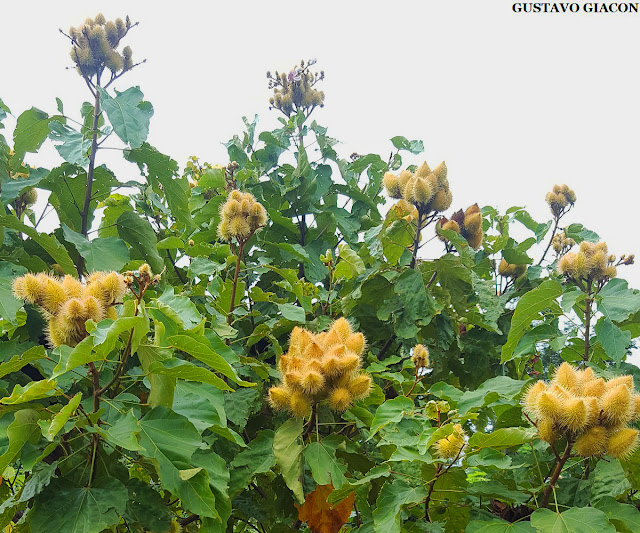 Viveiro Ciprest - Plantas Nativas e Exóticas: Urucum Amarelo ou Colorau ...