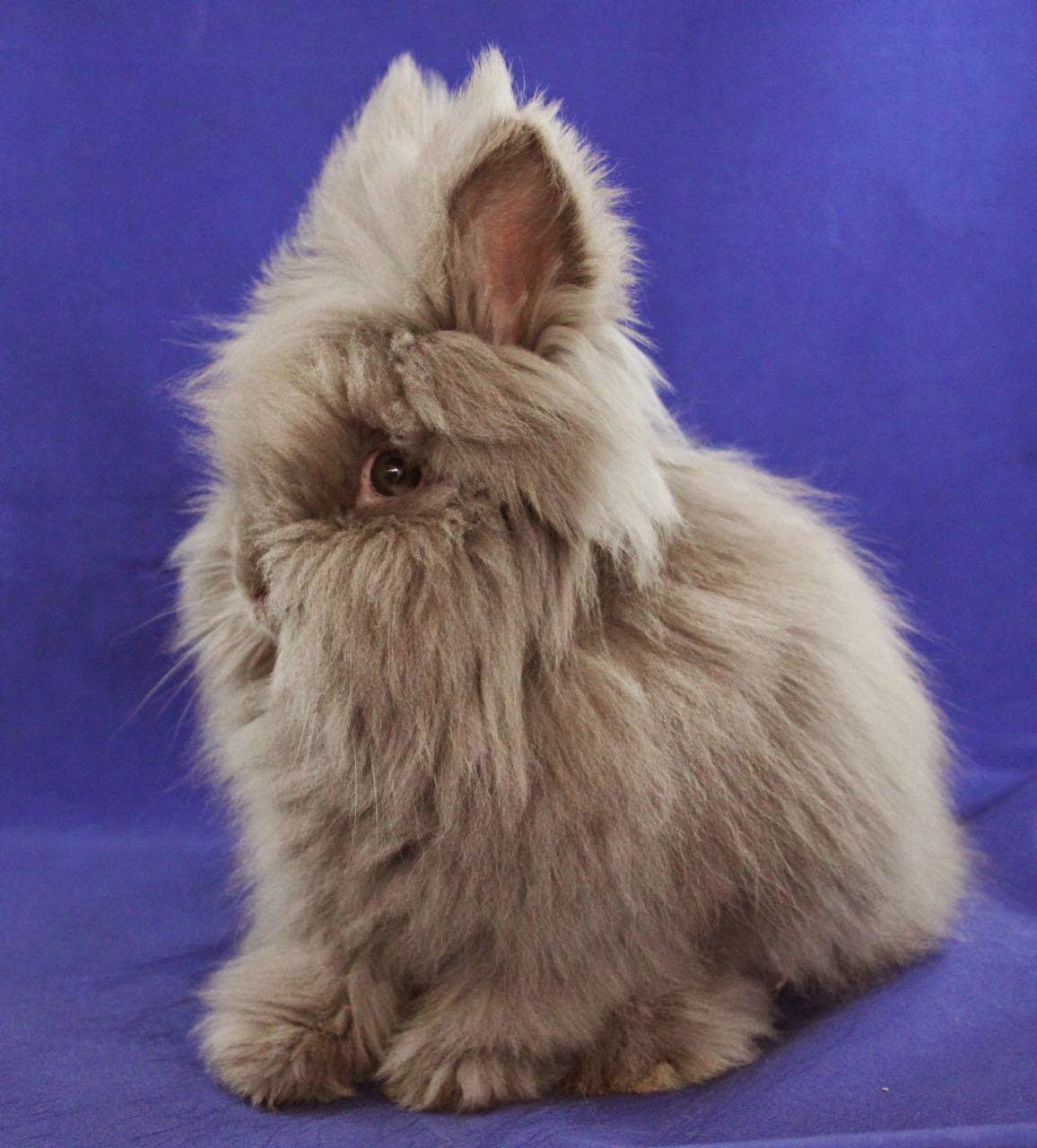 กระต่าย กระต่ายแคระ และการเลี้ยงกระต่าย: กระต่ายไลออนเฮด | LionHead Rabbit