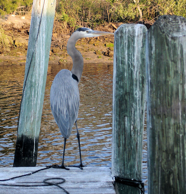 Blue Starr Gallery: Obvara Firing Technique