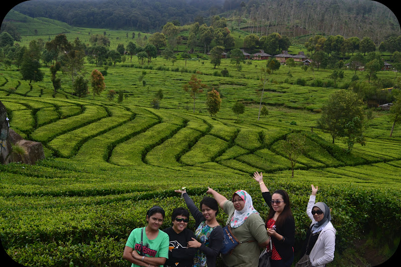 MY ALL: Ladang Teh, Bandung