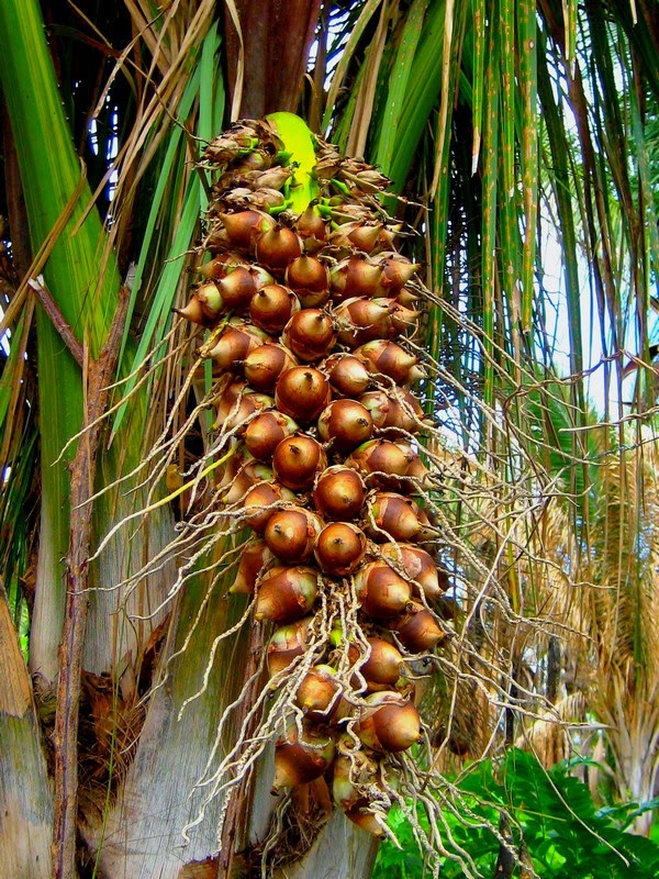 PINHEIRO EM PAUTA: O BABAÇU NO MARANHÃO – 1ª PARTE