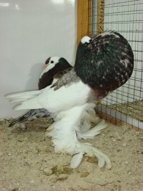 Pigeons for sale: Reserve Wing Pouter Pigeons