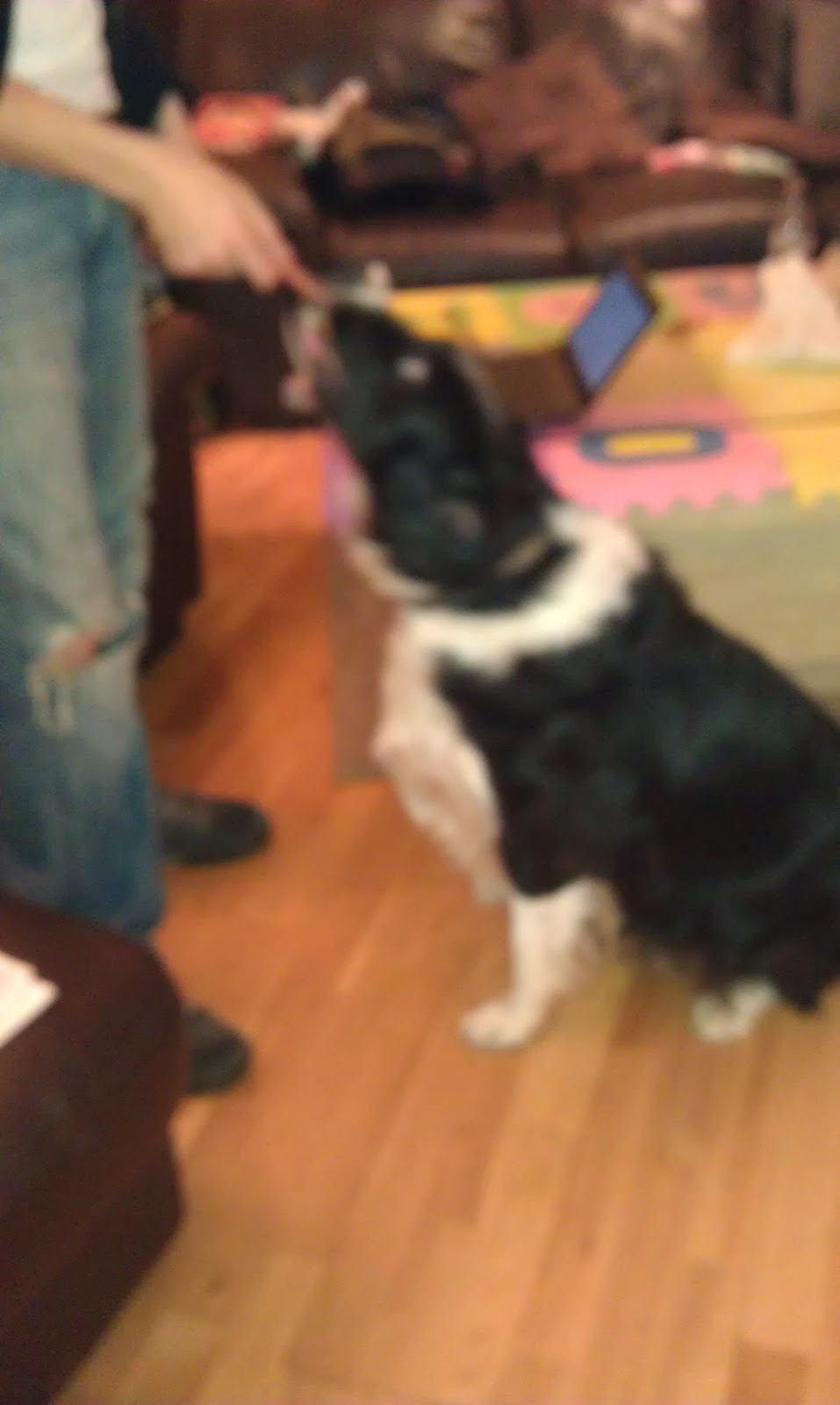 Bob Martin Natural Vitality Dog Treats Review - Emmy's Mummy